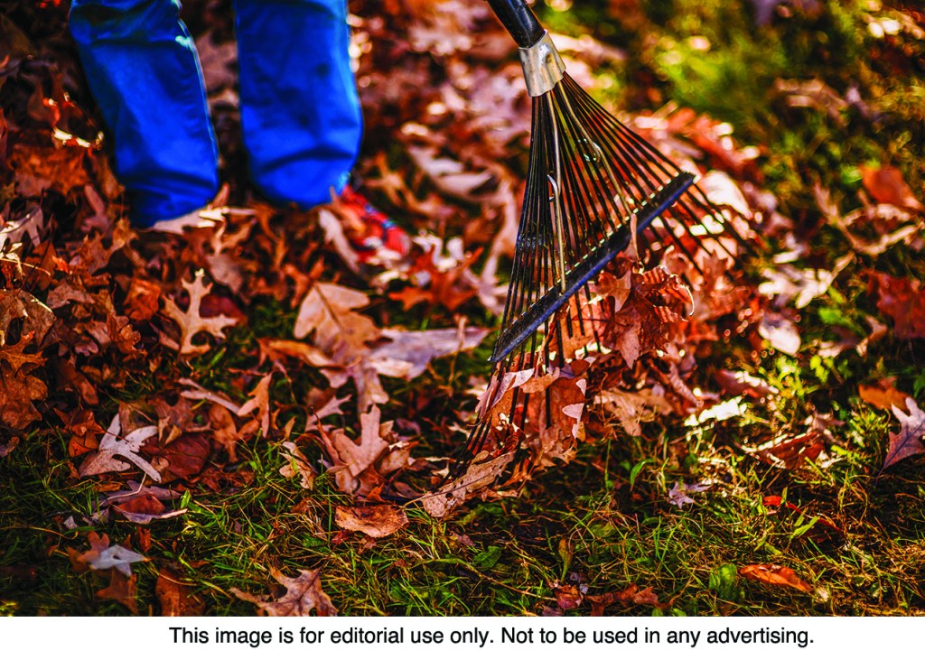 Safe and Effective Ways to Clean up Leaves